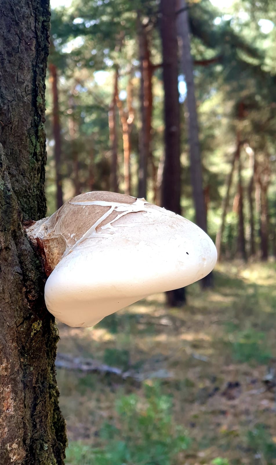 8-10 September 2020: Fietsen rondom Afferden, Schade aan caravan bij ...